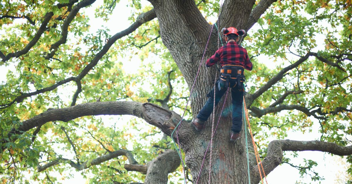 Identify When to Call a Tree Surgeon - Woods Tree Care