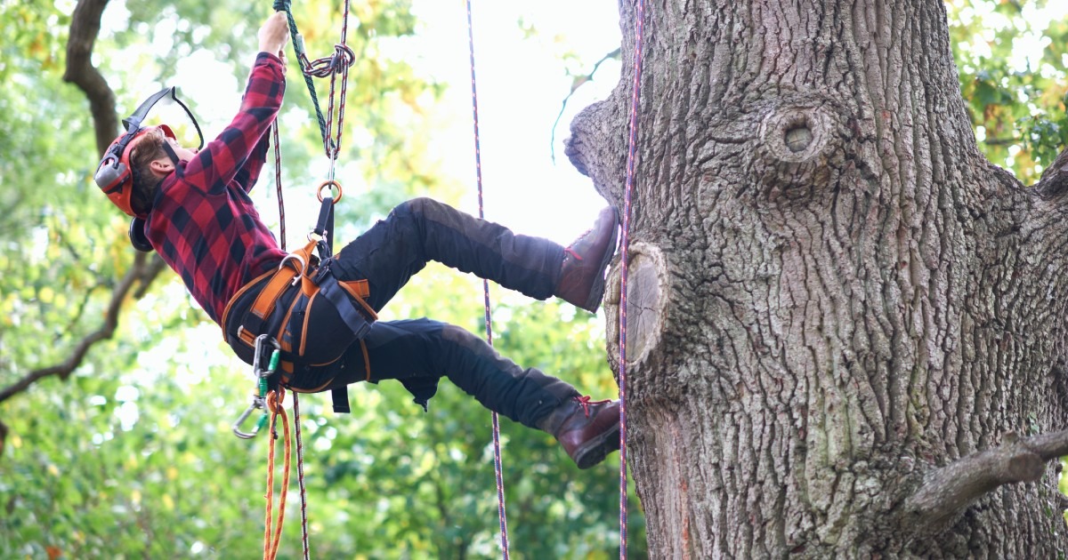 Tree Cabling and Bracing Solutions for Leaning Trees | Woods Tree Care