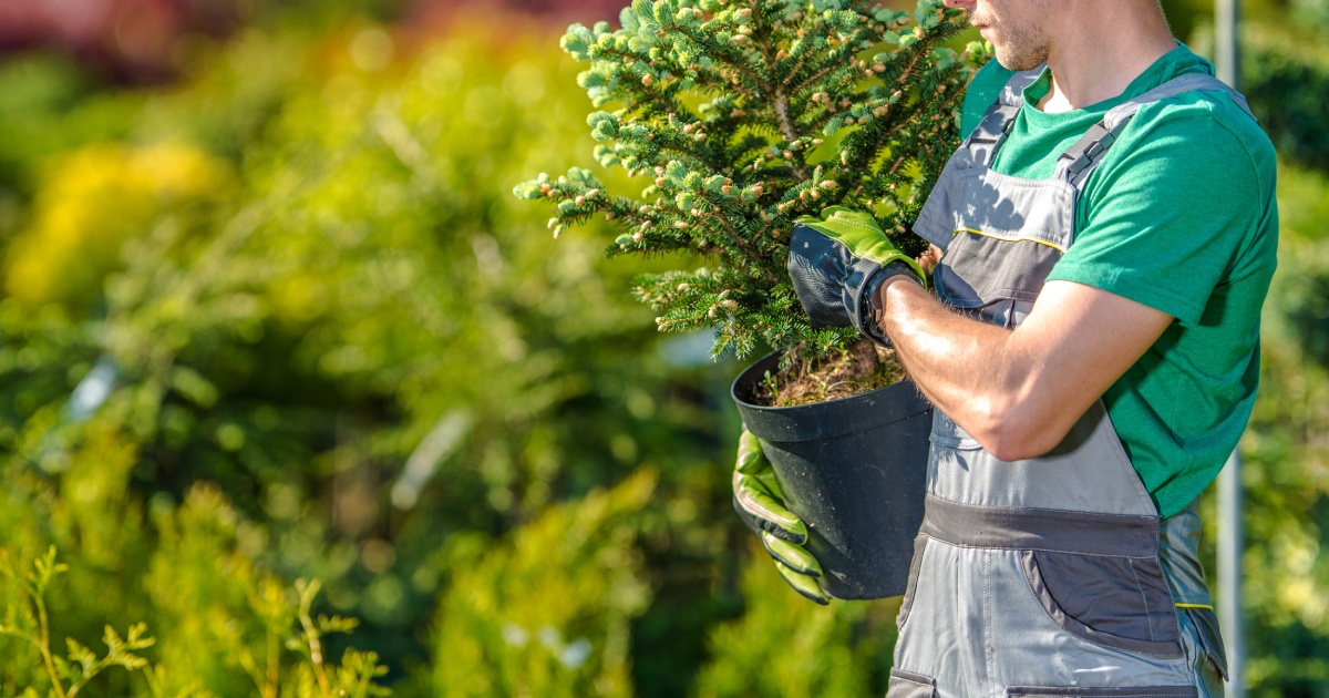 Eco-Friendly Tree Care Practices for Green Sustainable Landscape