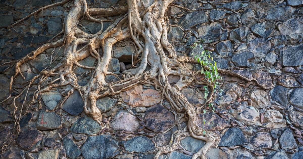 Tree Root Systems and Their Impact on Your Property | Woods Tree Care