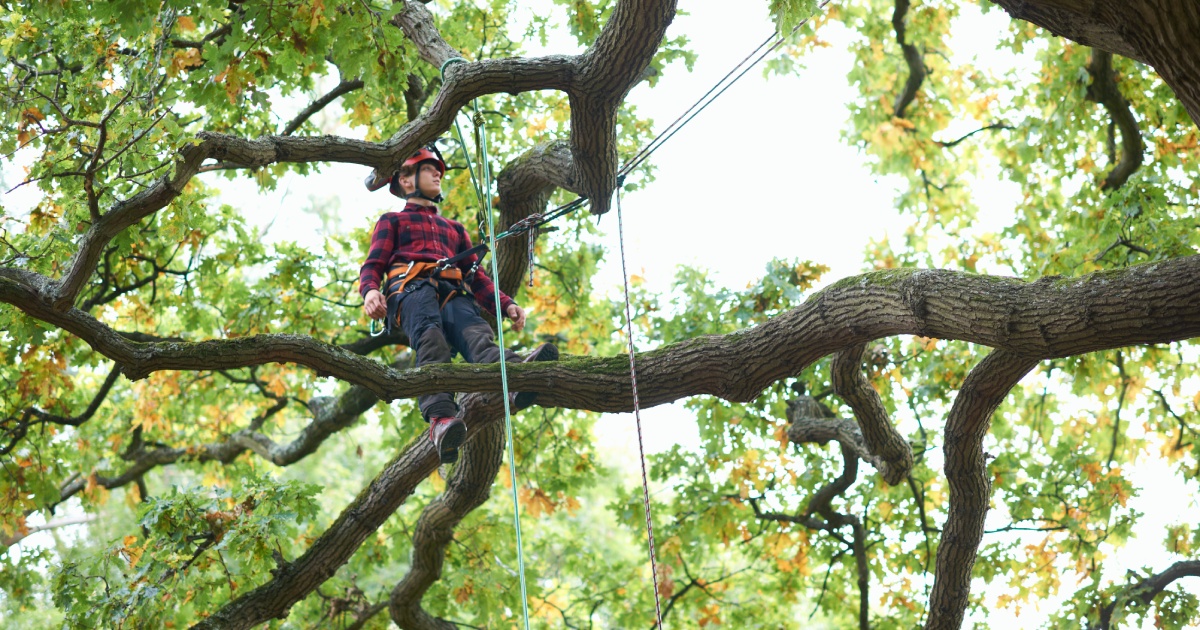 Tree Root Systems and Their Impact on Your Property | Woods Tree Care